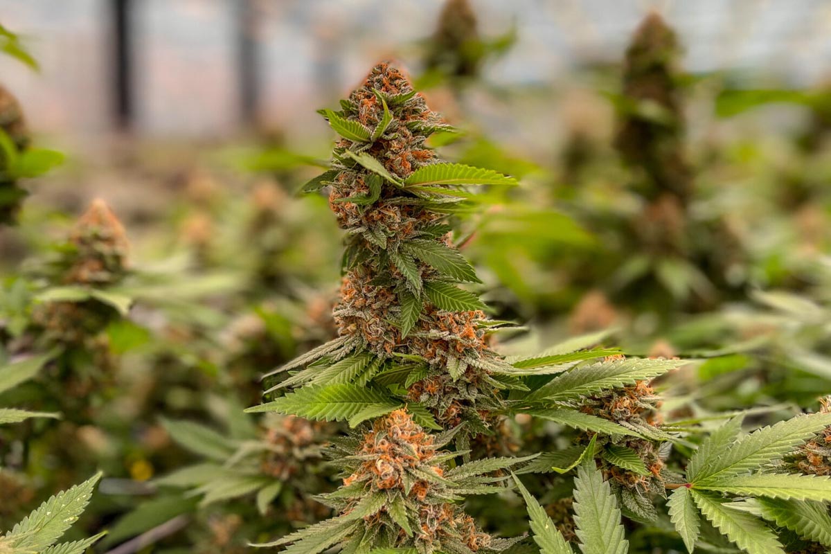 Confusion continues over how hemp was processed in recalled Missouri ...