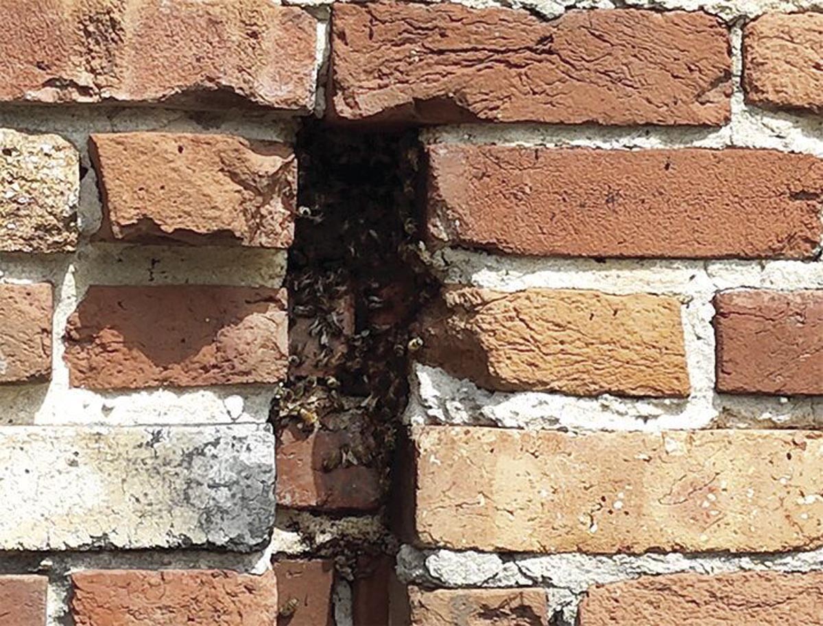 Why would bees build a hive outside of a swarm box? | thesalemnewsonline