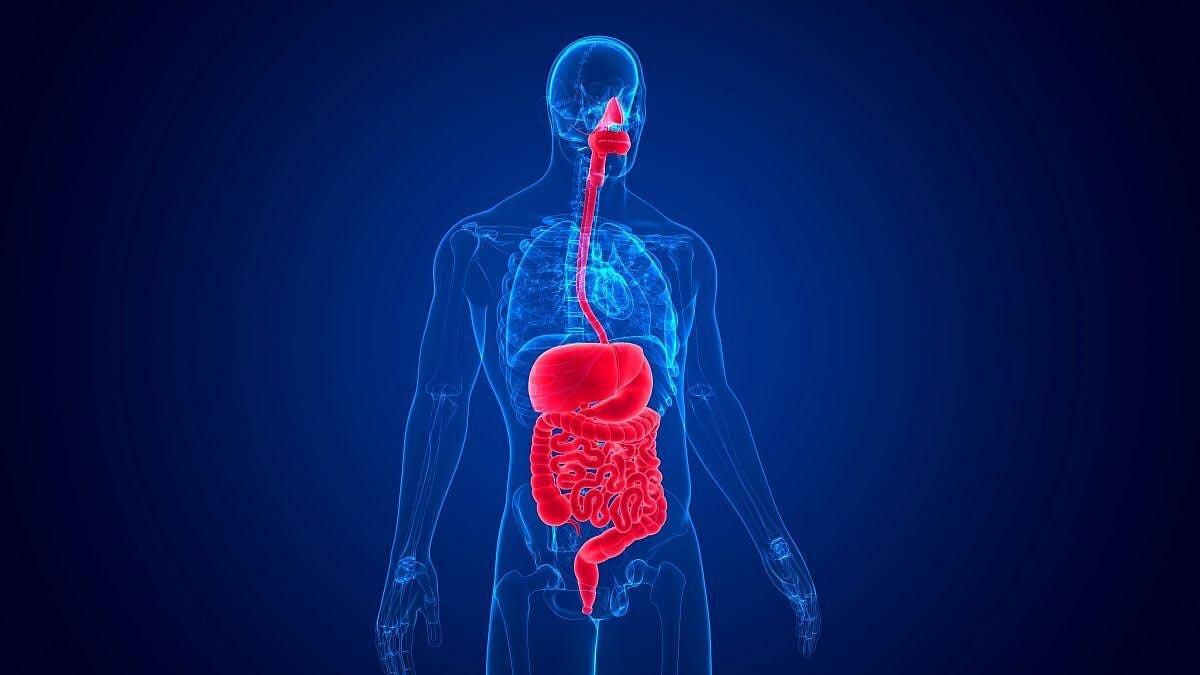 Study Finds Surprising Link Between Gut and Brain Rhythms ...